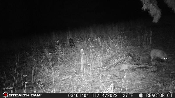 Red Fox Trail Camera Photos & Videos