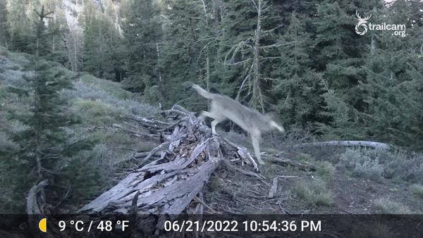 Wolf Trail Camera Photos & Videos