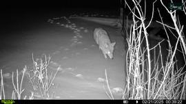 Tactacam Reveal X-Pro 3.0 ULTRA Review and Ratings