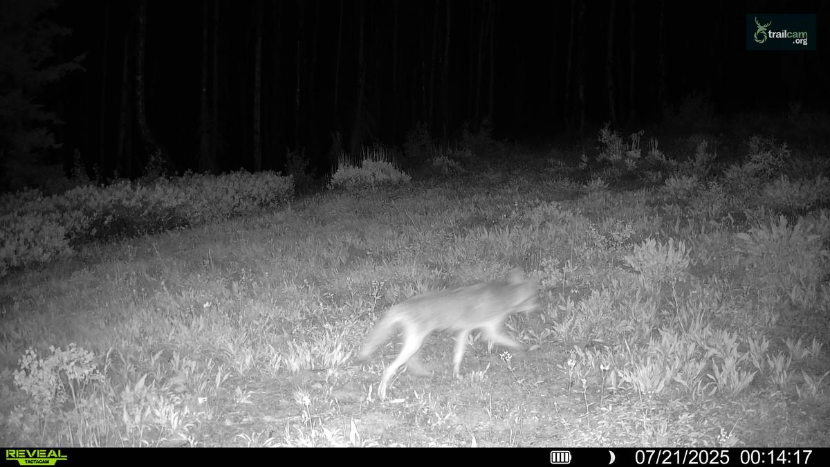 Tactacam Reveal X-Pro 3.0 ULTRA Review and Ratings